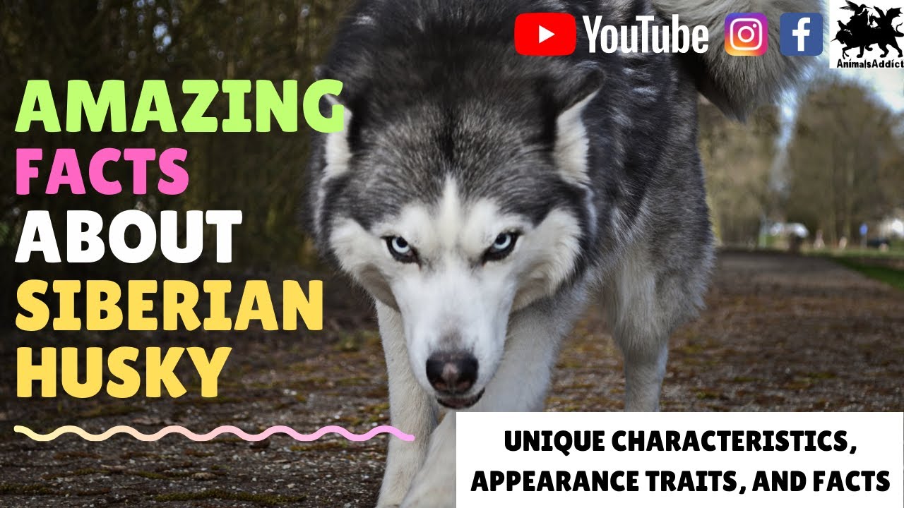 Amazing Facts About Husky | Siberian Husky Facts | Animals Addict ...