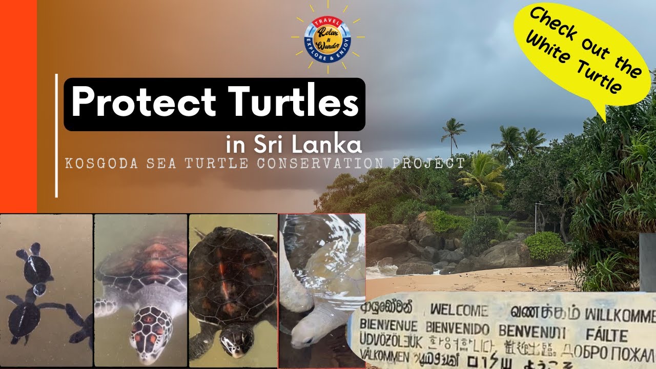 Saving Sea Turtles 🐢 Let's Protect Turtles 🌊🏝️🌟Exploring the Turtle ...