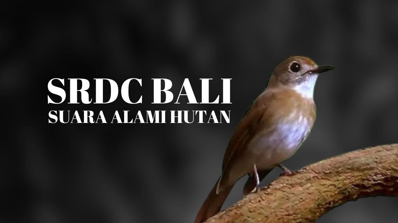 MASTERAN SUARA SRDC BALI ASLI HUTAN || cocok unduk srdc baru belajar ...