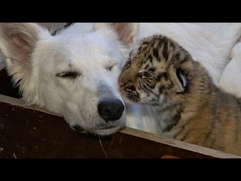 Kaplan yavrularına köpek 'süt annesi'