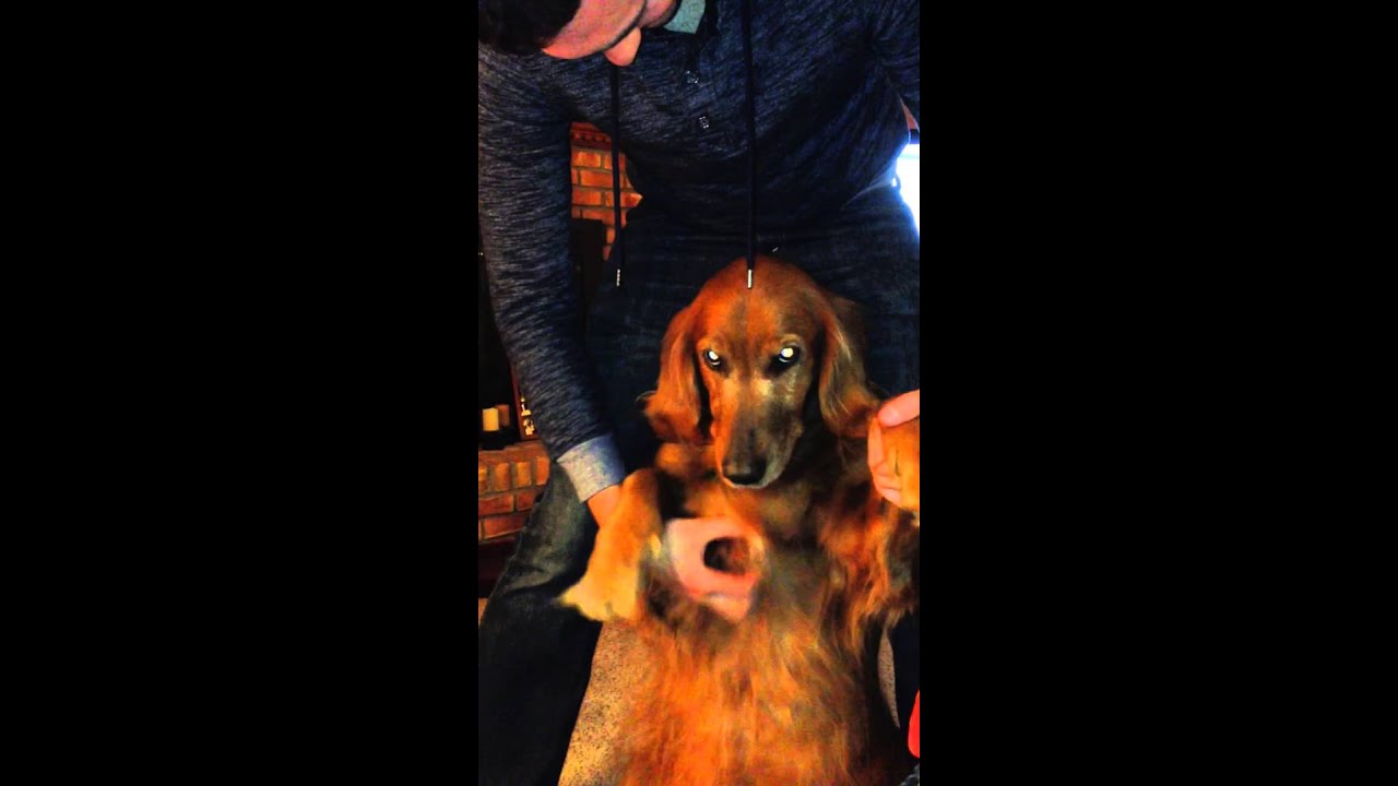 Vicious golden retriever! - YouTube