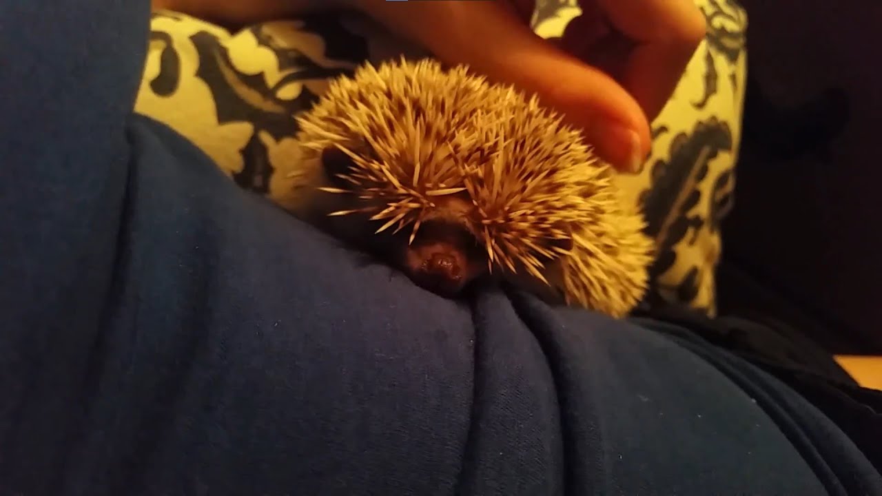 Hedgehog Grumpy Sounds - YouTube