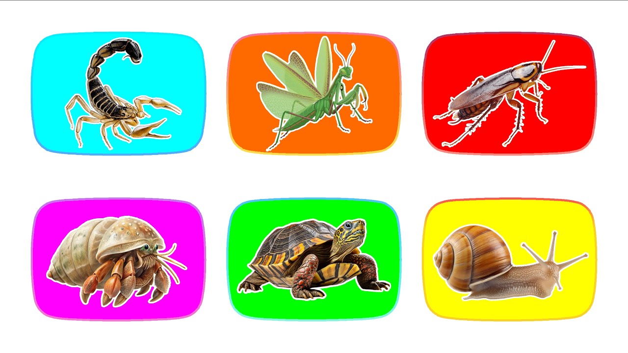 Pets : Turtle, Cockroach, Mantis, Scorpion, Snail, Hermitcrab - YouTube