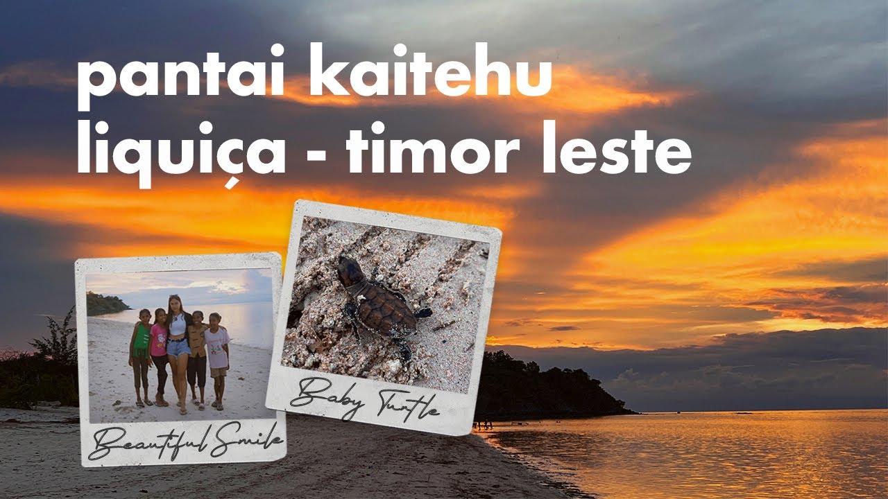 hi bye baby turtles! pelepasan bayi penyu di kaitehu beach, timor leste ...