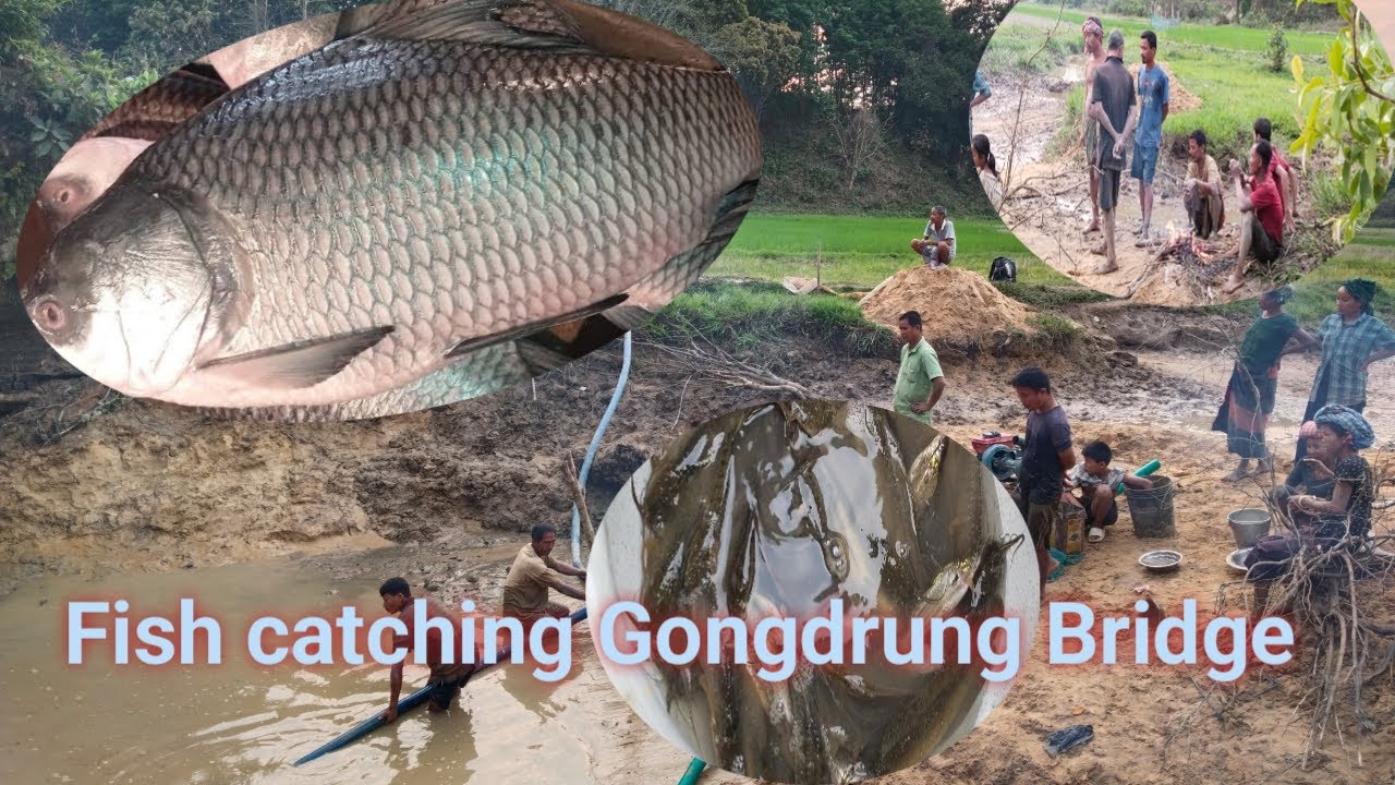 Fish catching Gongdrung Bridge ll - YouTube
