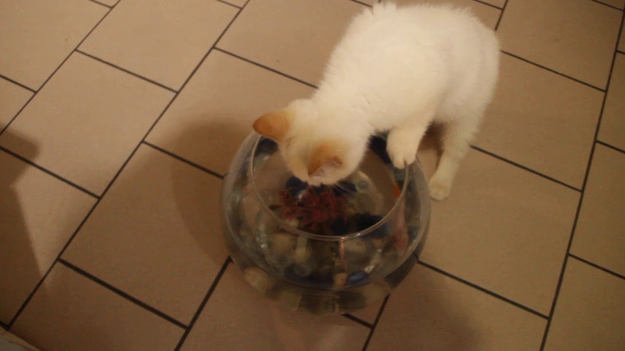 Trop mimi ce chaton je lui ai trouvé une famille - YouTube