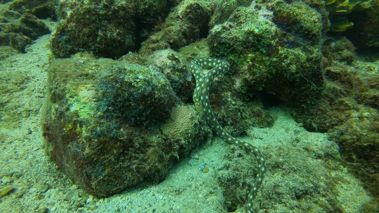 Sharp Tail Eel hunting for lunch while diving west of Blue Bay Beach ...