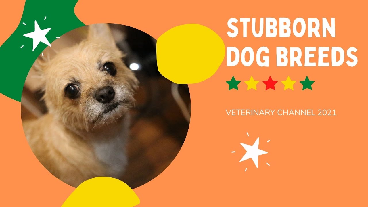 DOG TRAINING: THESE ARE THE TEN MOST STUBBORN AND DISOBEDIENT BREEDS OF ...