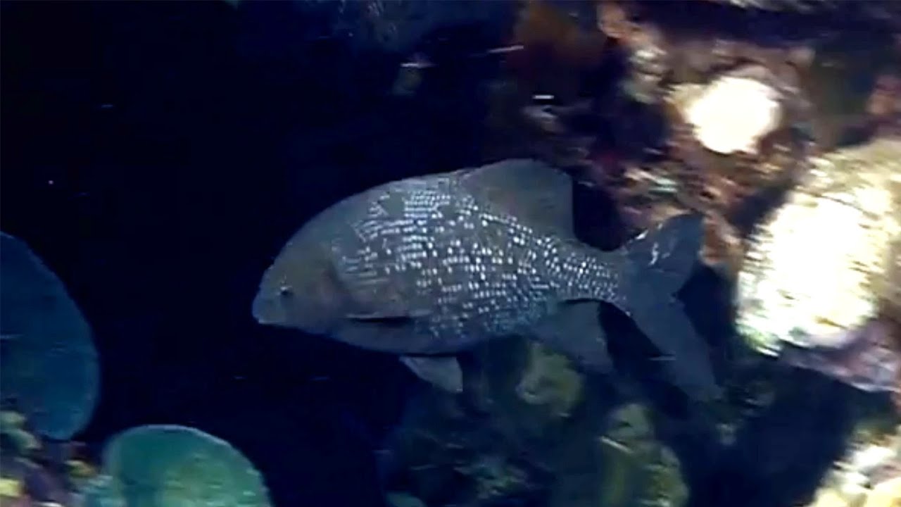 Blue sea chub (Kyphosus cinerascens), Голубой кифоз, Синий морской ...