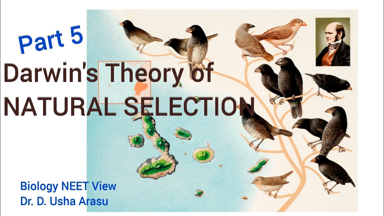 Darwin's Theory of Natural Selection | Evolution | Class 12 | NEET ...