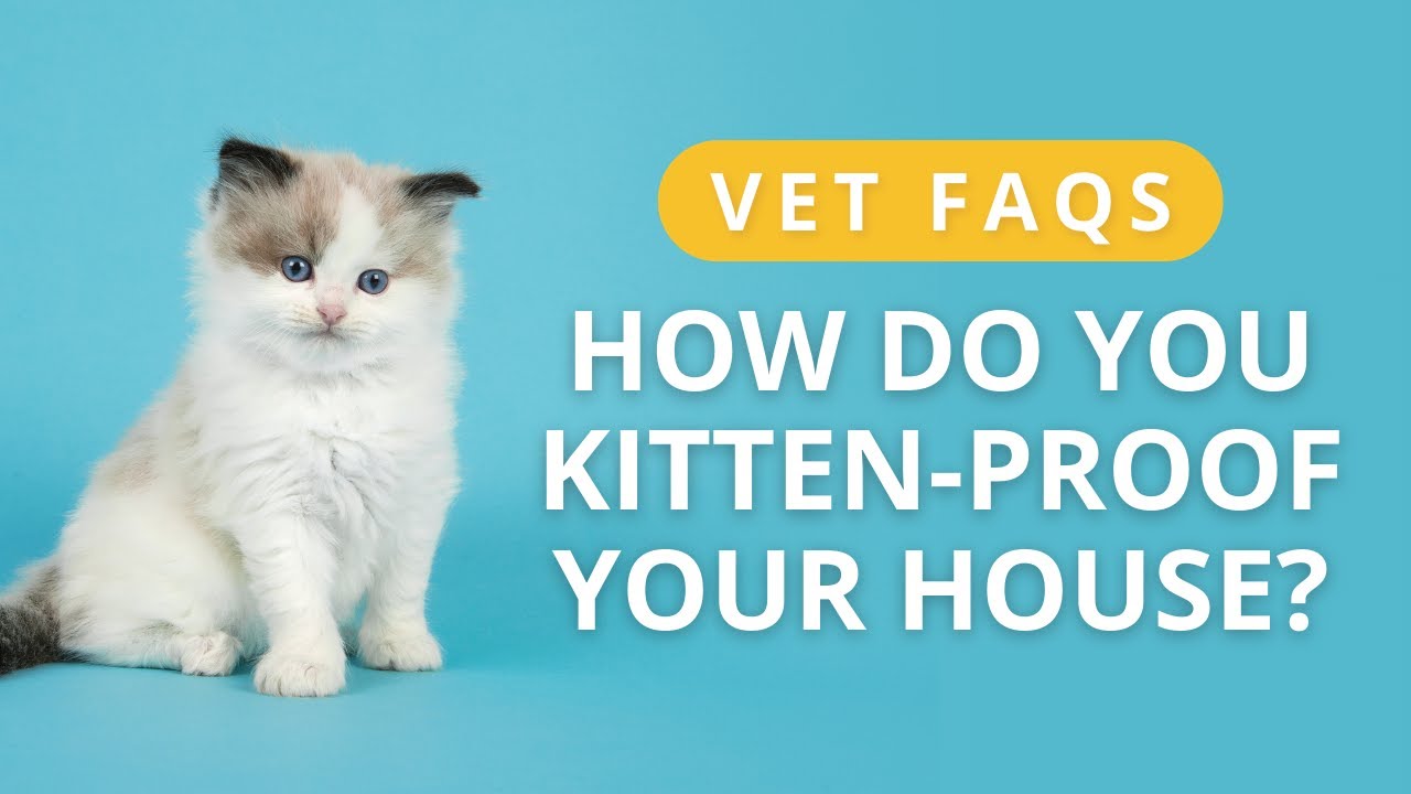 Easy Steps to Kitten-Proof Your Home - YouTube