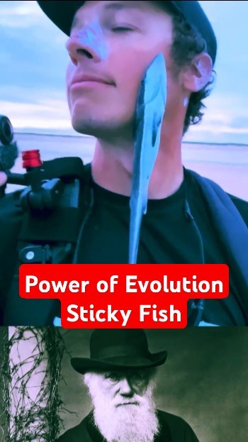 Sticky Fish evolution – Nature’s Velcro! #shorts #fish - YouTube
