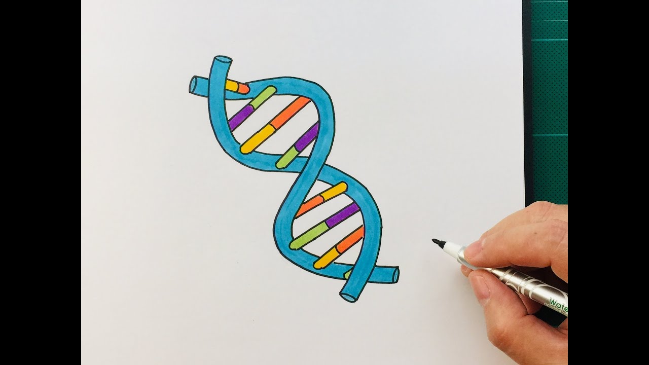 How to draw DNA - YouTube