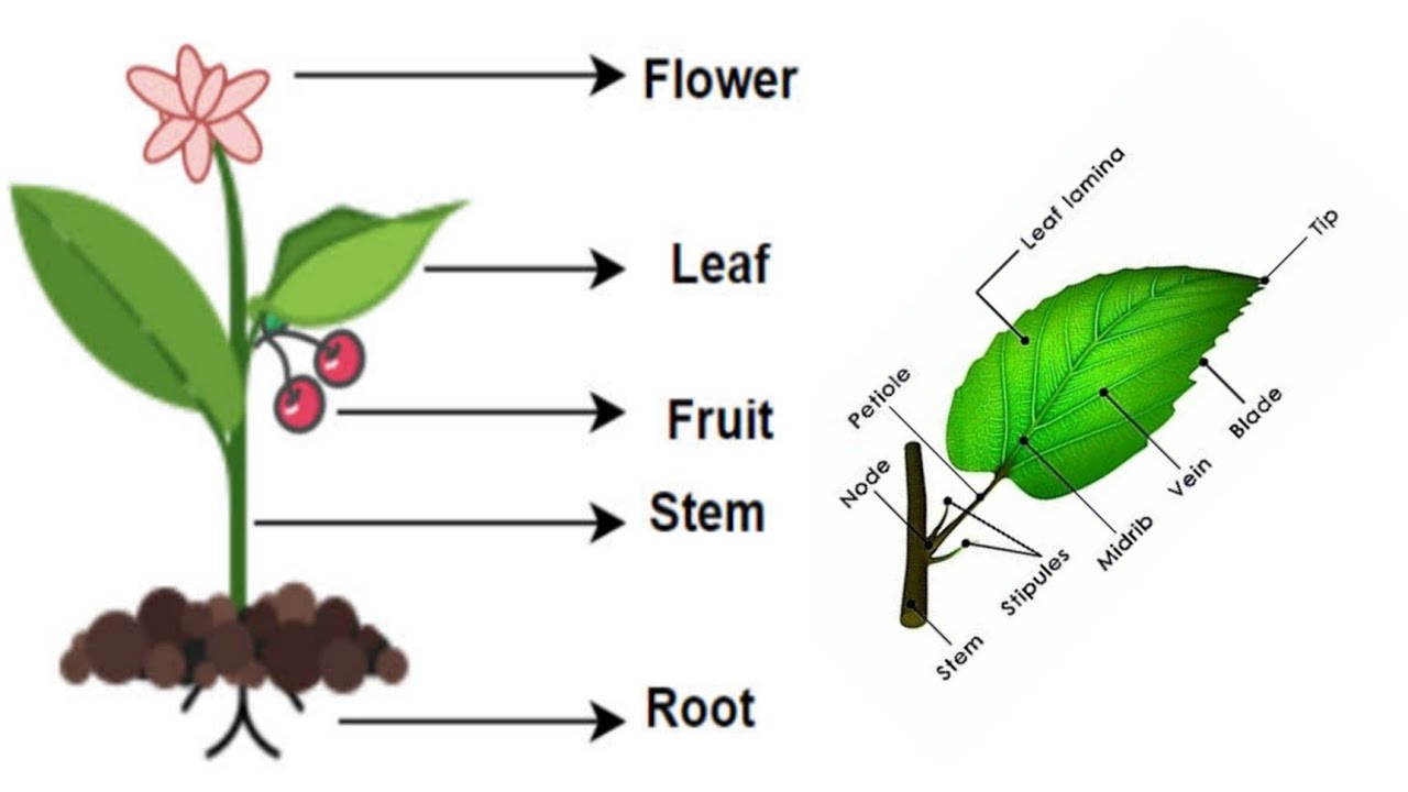 Leaf and flower in a plant ☘️ science class 6 #animation - YouTube