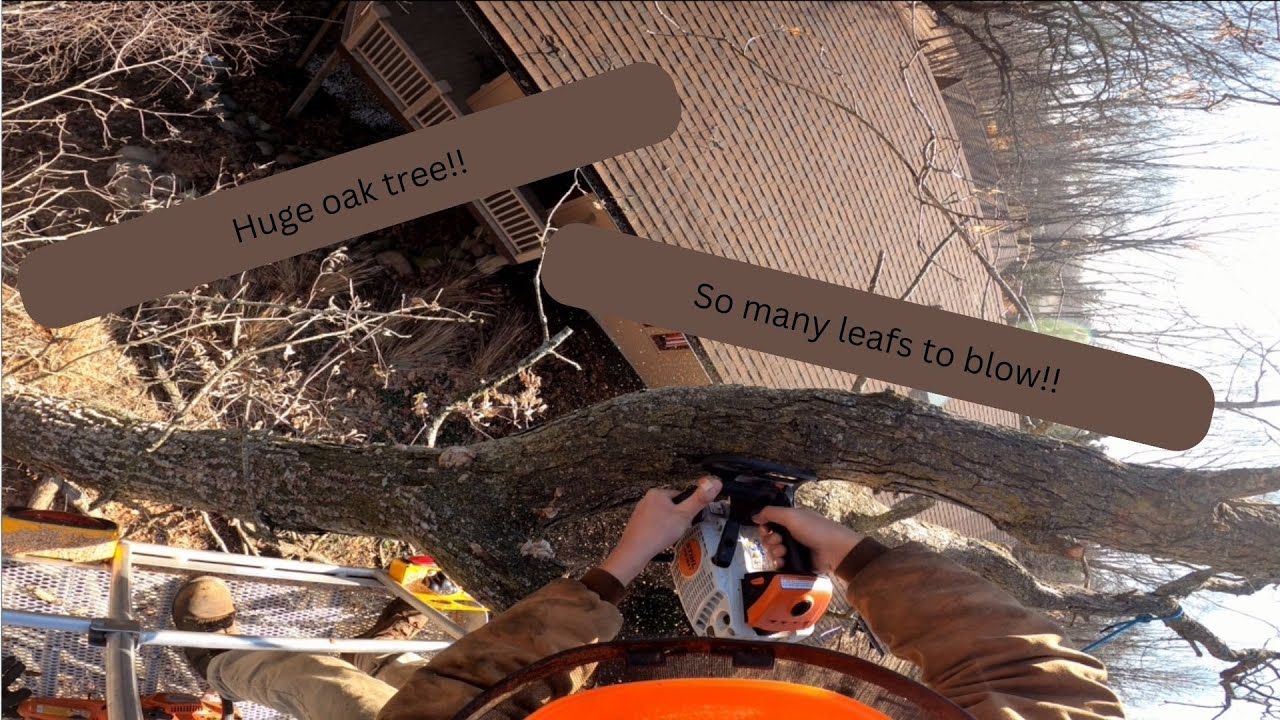 BIG OAK TREE HANGING OVER THE HOUSE !!! - YouTube