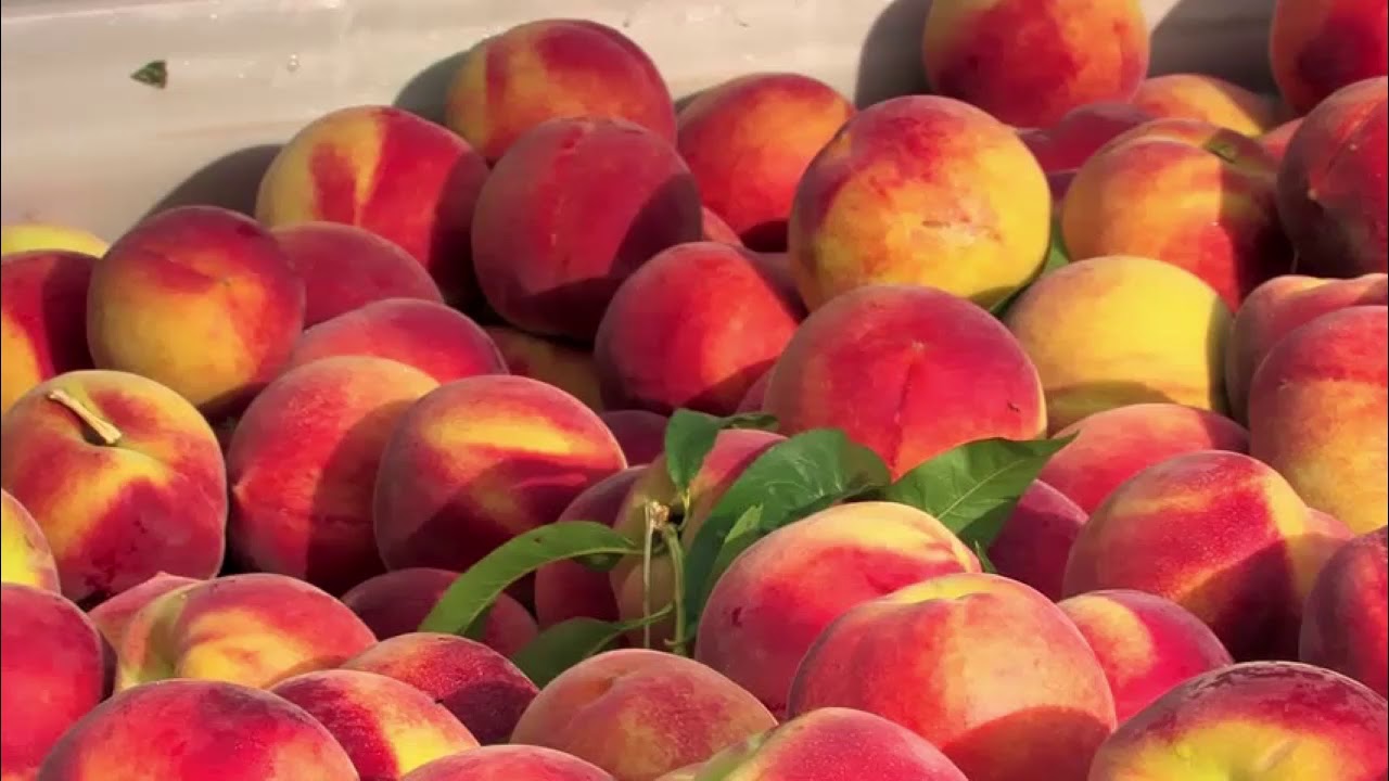 Pjeshka dhe vlerat e saj per trupin tone - YouTube