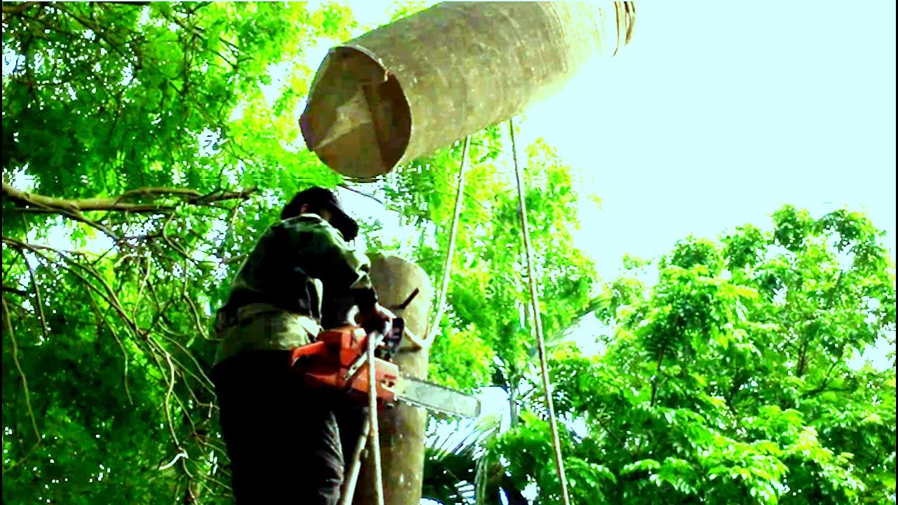 Big tree. How to cut. Great - YouTube