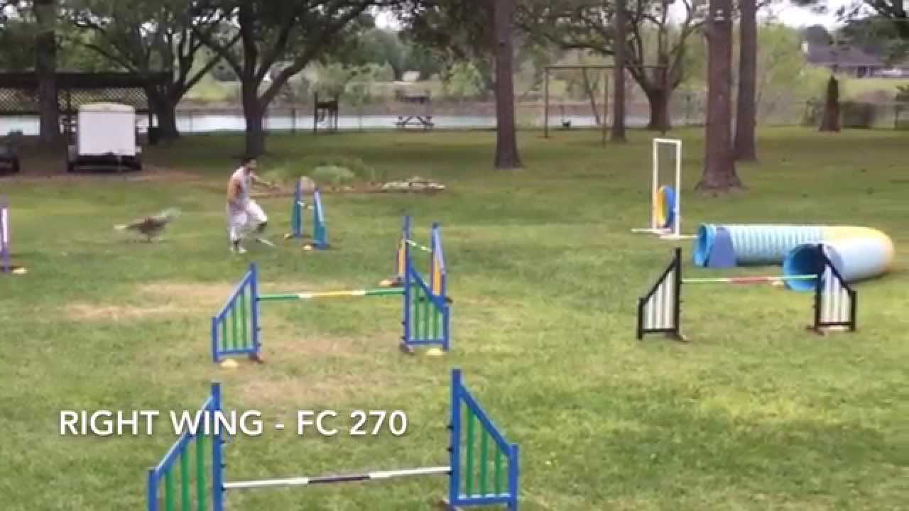 CKC Practice Sequence - YouTube