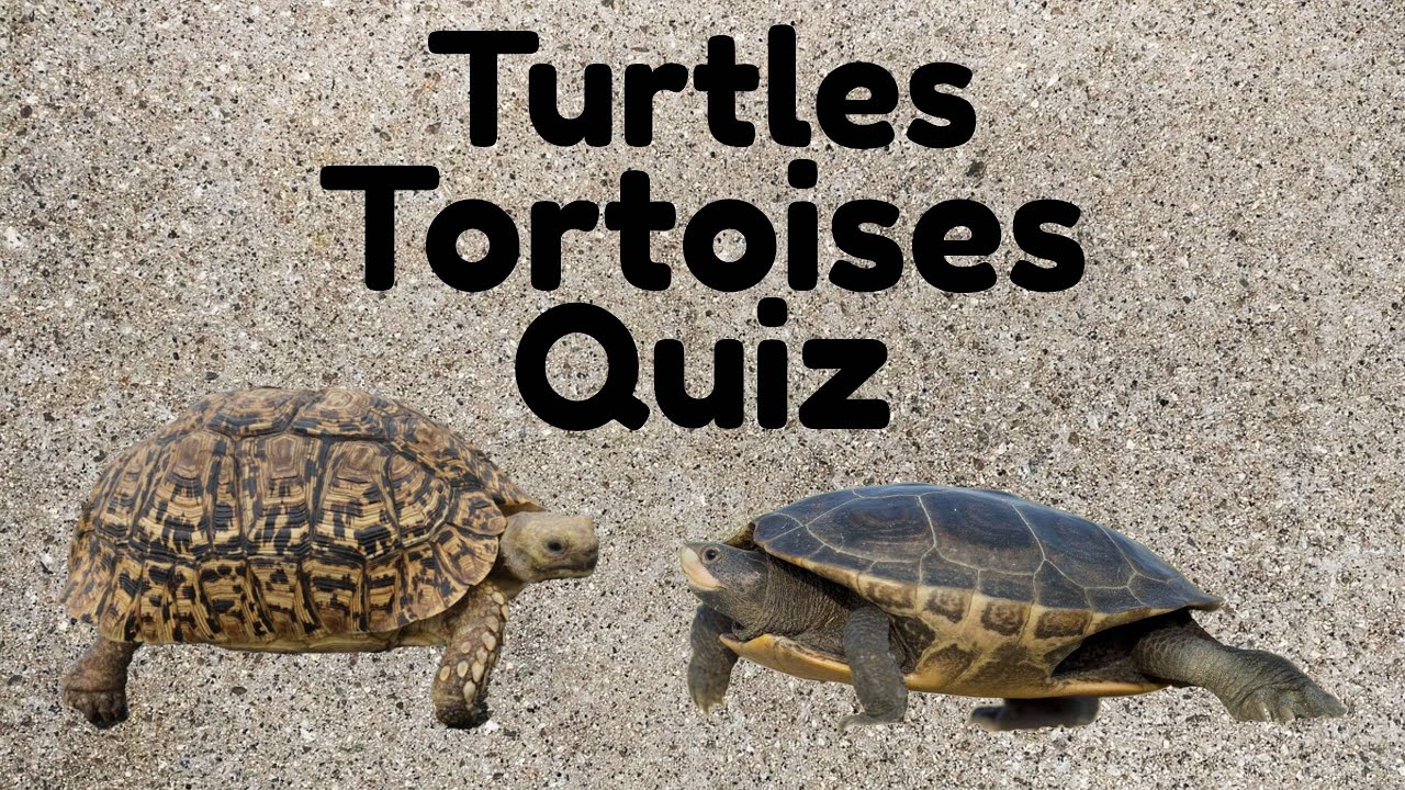 Turtles Tortoises Quiz, Do You Know The Differences? Trivia, Challenge ...