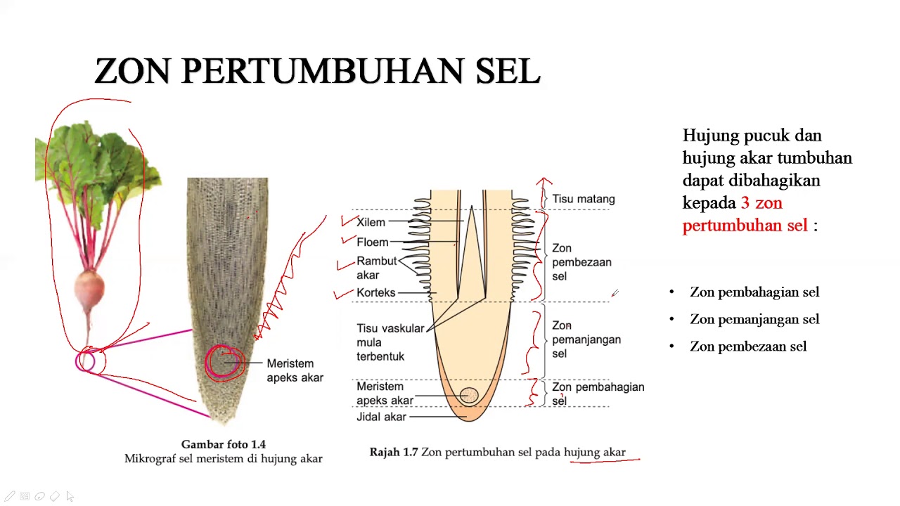 Bab 1 : 1.2 Tisu meristem dan Pertumbuhan Part1 Biologi Ting 5 KSSM ...