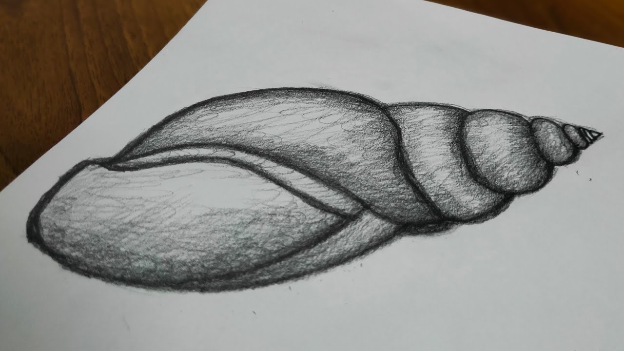 Shankh Drawing|how to draw conch|How to draw krishna shankh|How to draw ...