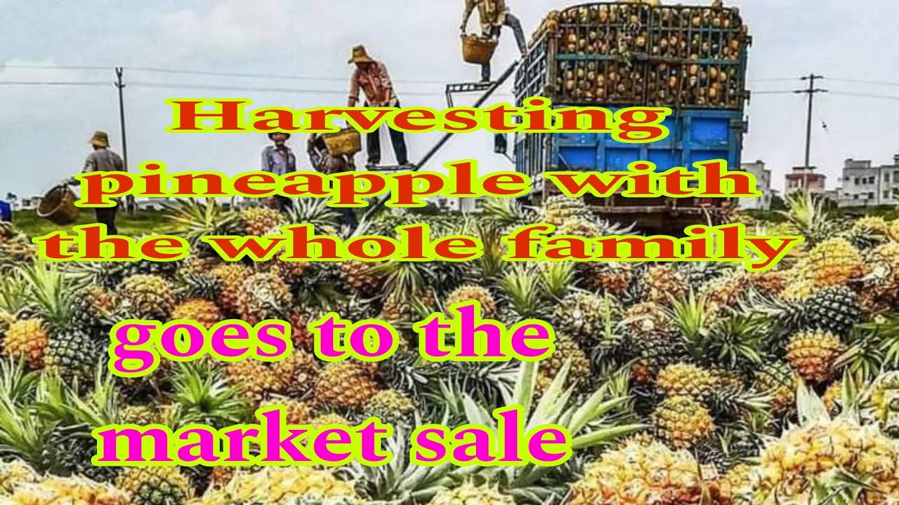 Welcome to BUKIDNON THE PINEAPPLE CAPITAL AND SWEETEST IN THE ...