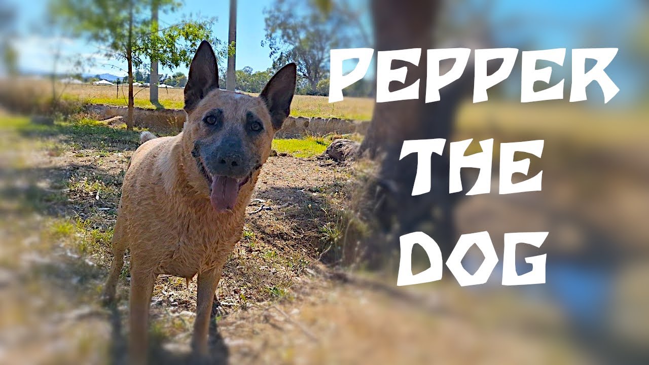 Pepper the Dog 105 (4K) - YouTube