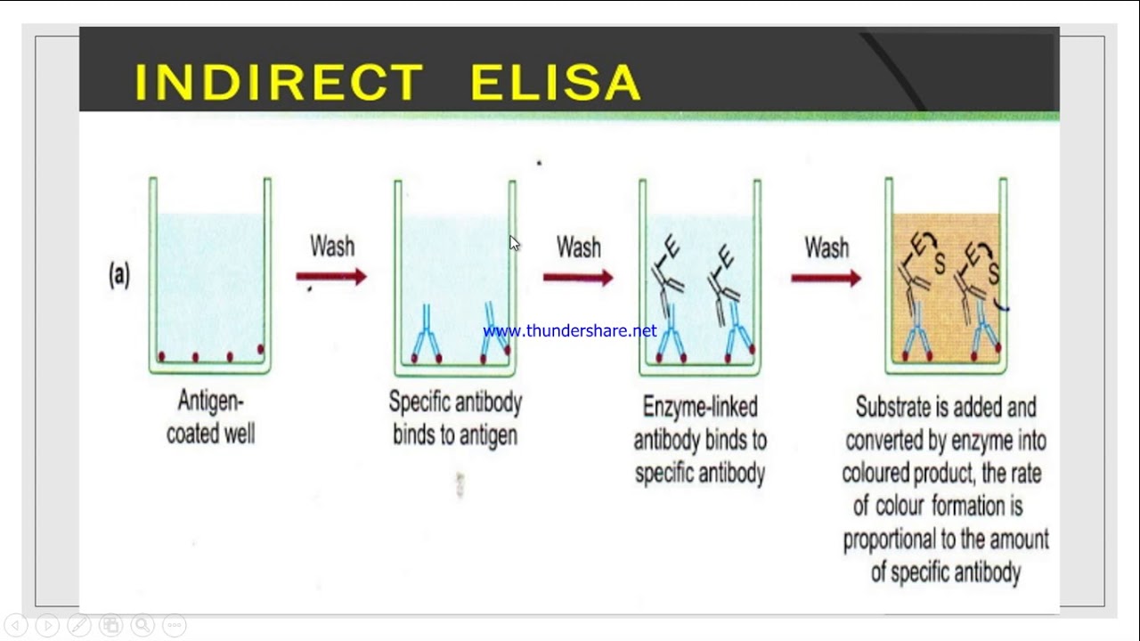 Serology and Immunology test - YouTube