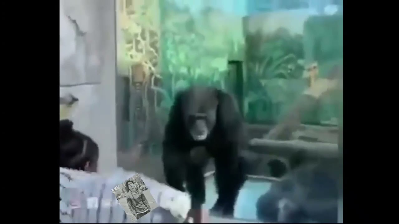 Sigma Monkey - YouTube