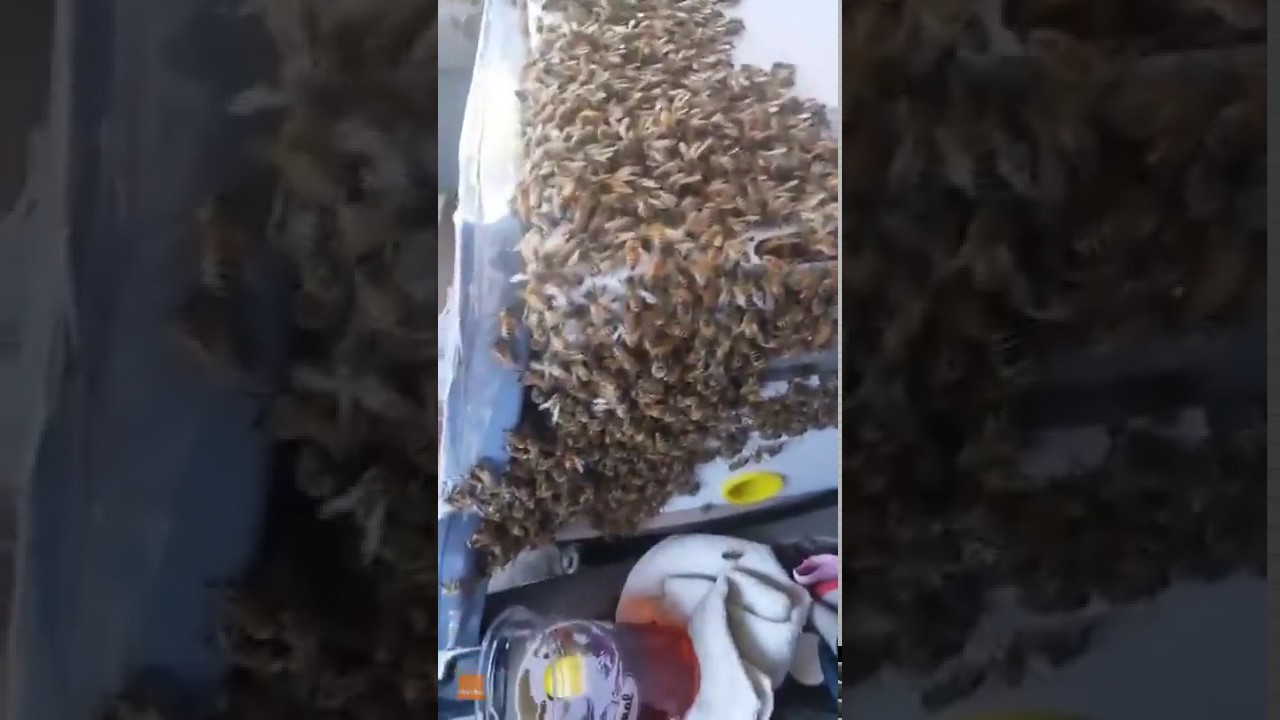 Man Drives Home With Swarm Of Bees Inside His Car! - YouTube
