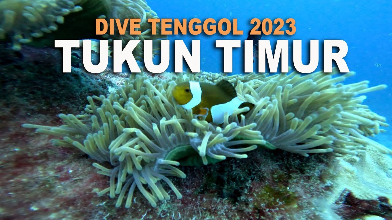 #DIVELOG Tenggol Island 2023 : Dive Site TUKUN TIMUR - Che Wan Scuba ...