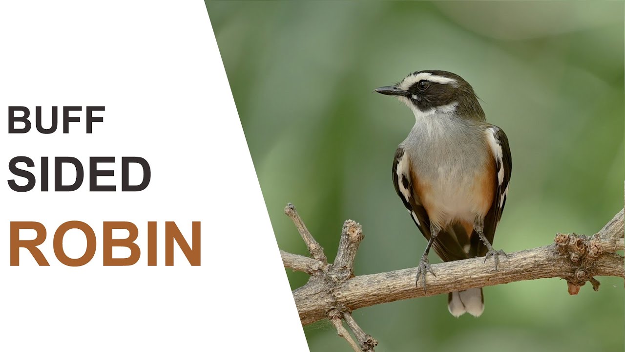 The story of the Buff-sided Robin. Australian Bird Media. - YouTube