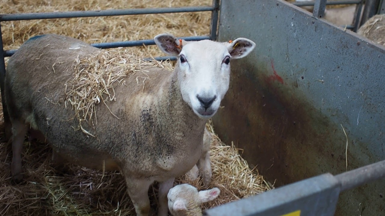 A look at our lambing shed in action, Innovative Sheep Breeding. - YouTube