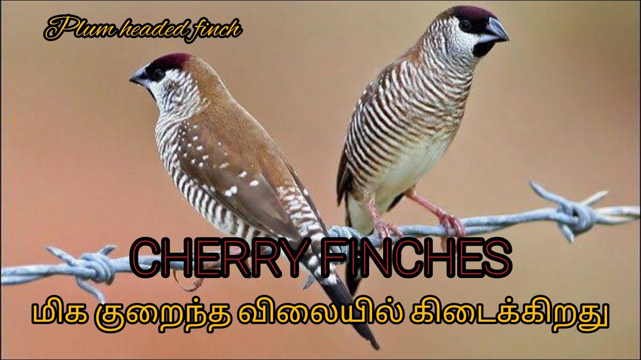 CHERRY FINCH|Plum headed finch|Breeding|Exotic Finches|MPS Farm - YouTube