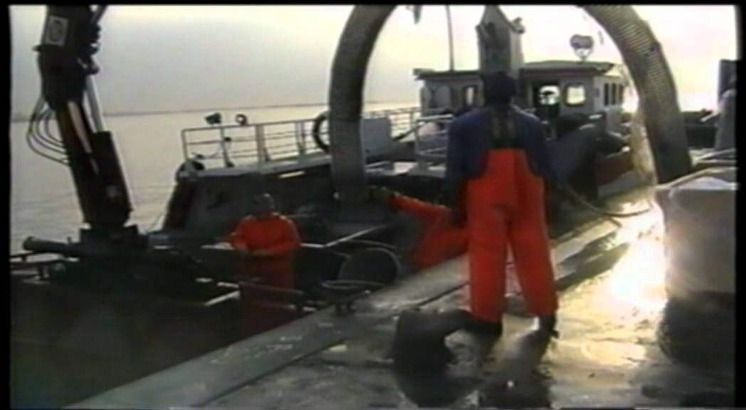 11 Pumping salmon to slaughtering line on a well boat - YouTube