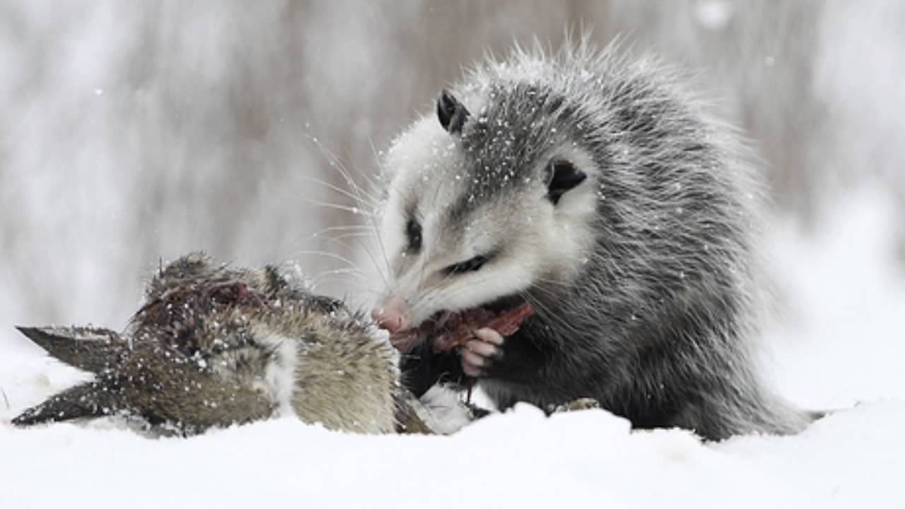 Opposum - YouTube