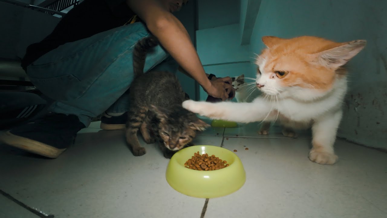 Happy stray cats feeding 144 - YouTube