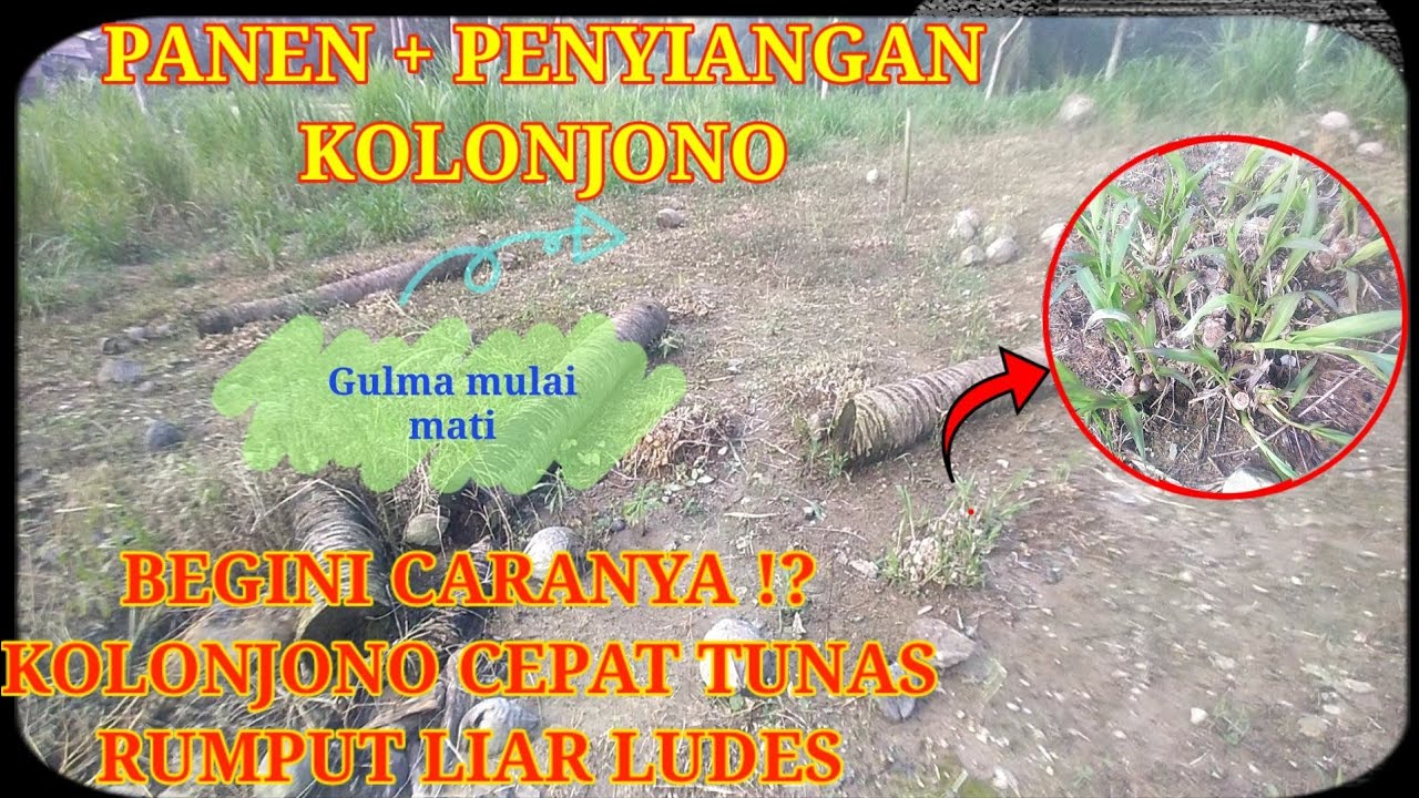 Part 2, Proses Panen Dan Perawatan Rumput Kolonjono - YouTube