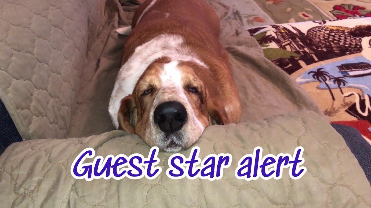 Guest Star Alert - YouTube