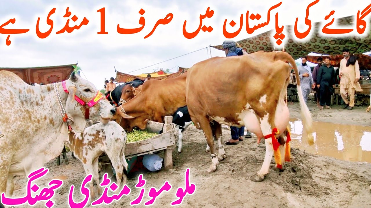 Biggest Cow Mandi In Pakistan | All Breed Cow | Global Village Farming ...