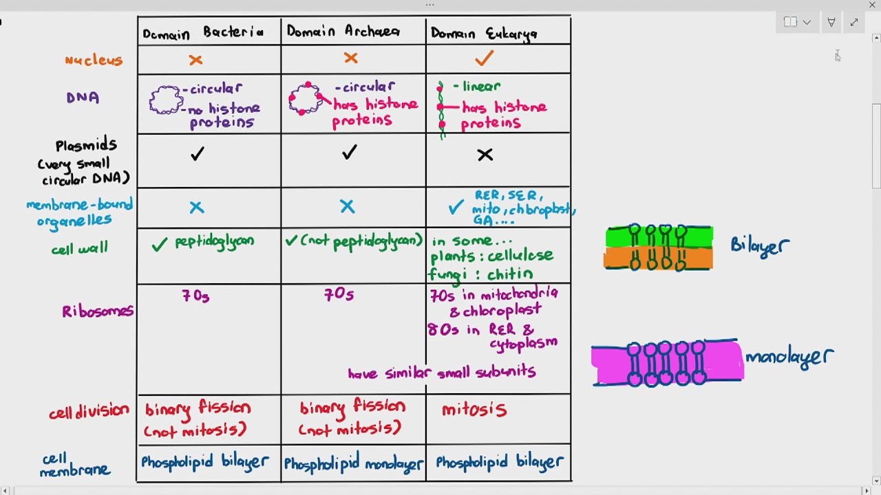 18-2 The 3 Domains: Bacteria, Archaea & Eukarya (Cambridge AS A Level ...