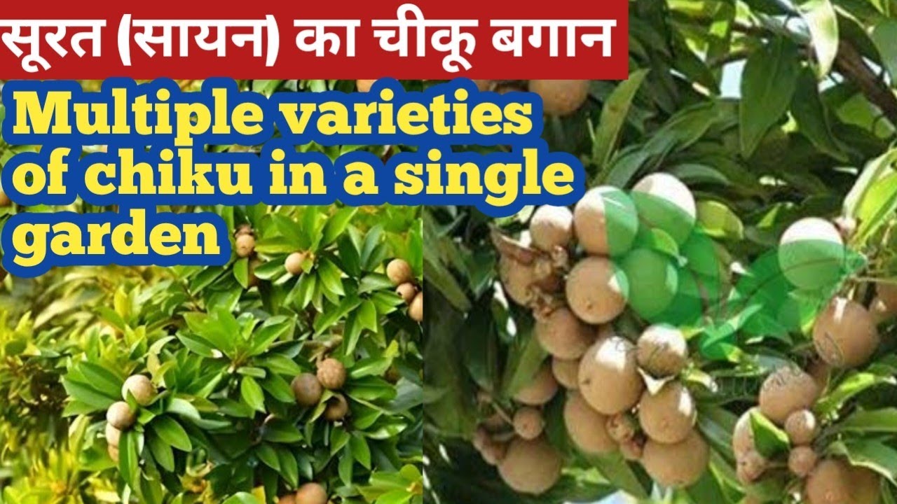 सूरत का सबसे बड़ा चीकू गार्डन l multiple varieties of chiku in a single ...