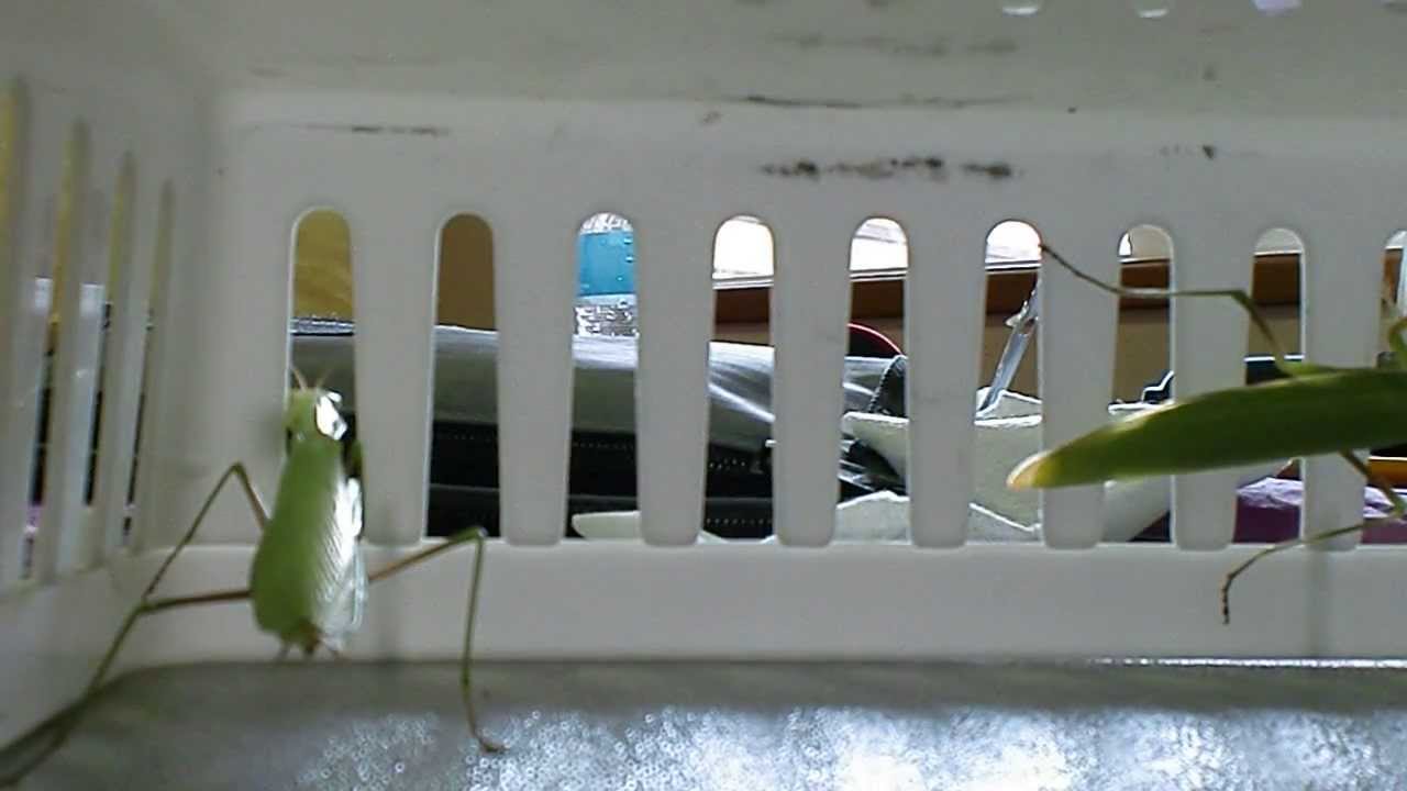 Trapped In A Cage With A Praying Mantis - YouTube