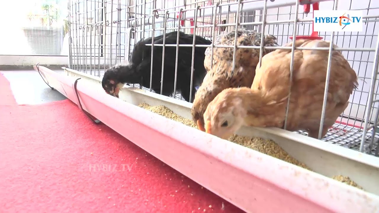 Rajasri Backyard Poultry - Poultry India 2015 - YouTube