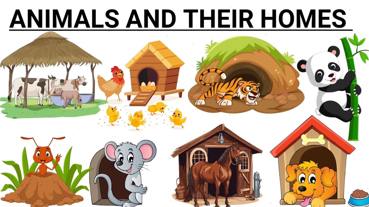 Animals and Their Homes | Home of Animals | Animals Home | Animals ...