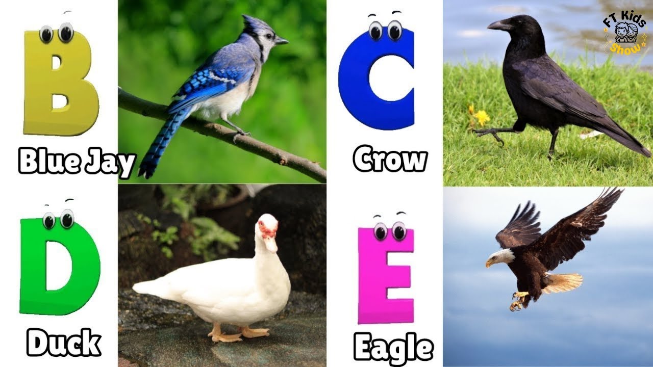 Birds Alphabet Song for Kids | Birds ABC Song | Phonics for Kids ...