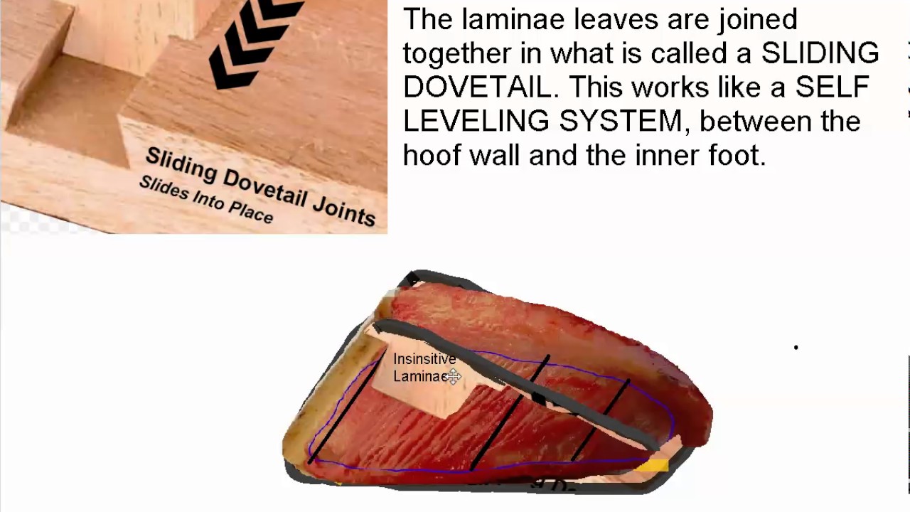 How the Laminae of the Hoof wall and Inner Foot Work - YouTube
