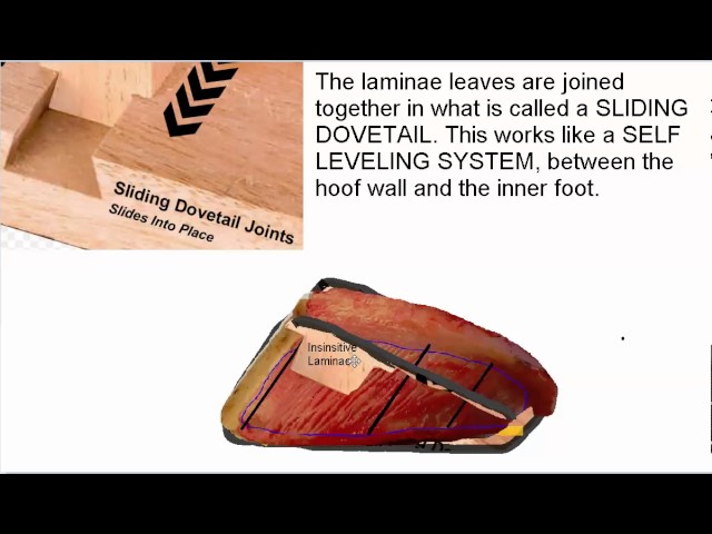 What Is The Laminae