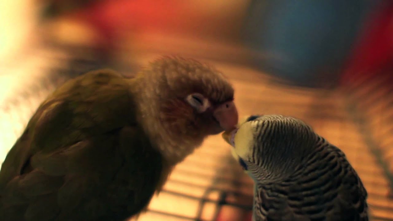 Green Cheek Conure and Parakeet love eachother - YouTube