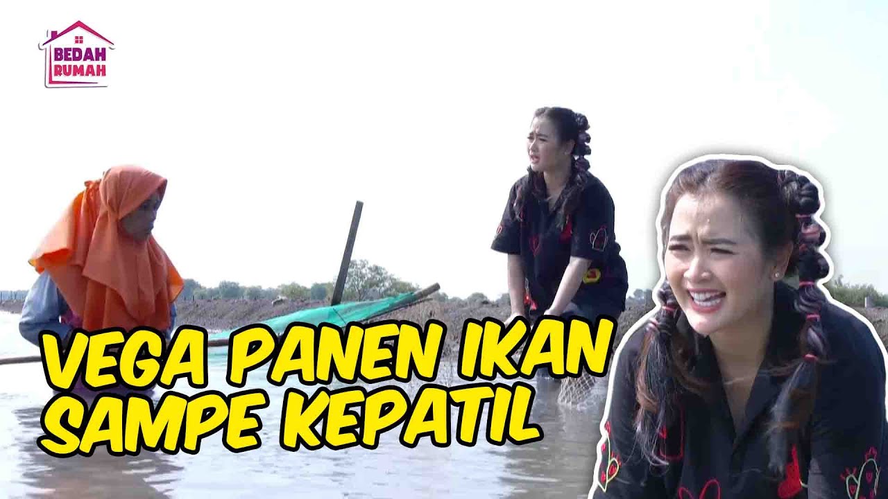 VEGA DARMAWATI KEPATIL LAGI PANEN IKAN | KILAU EPS 779 PART 1 - YouTube